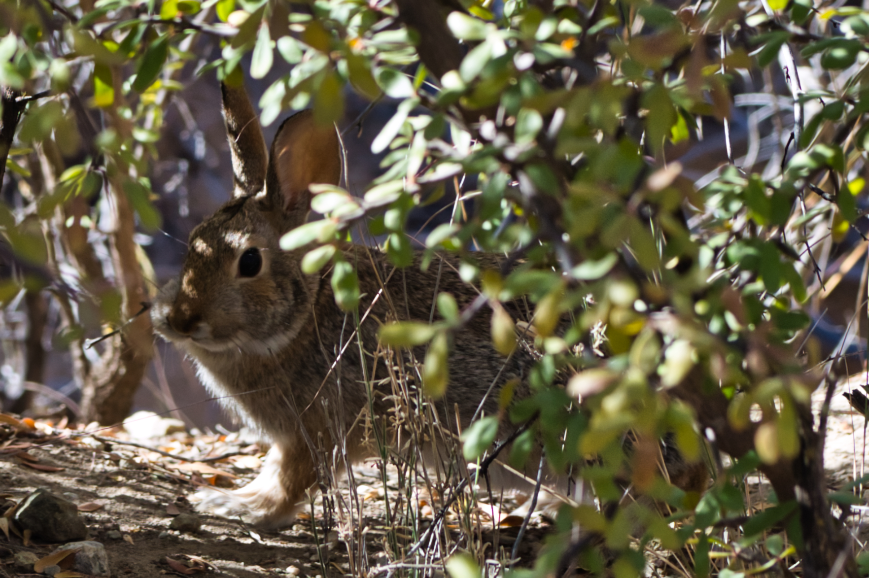 Mammals - Fort Bowie National Historic Site (U.S. National Park Service)