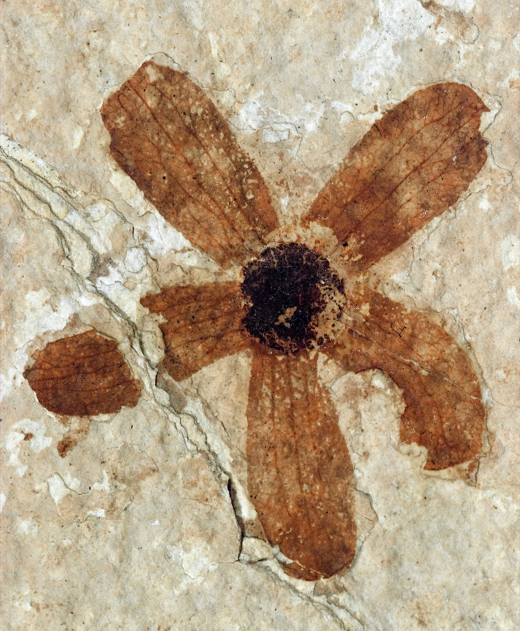 Fossil Plant Species - Fossil Butte National Monument (U.S. National ...