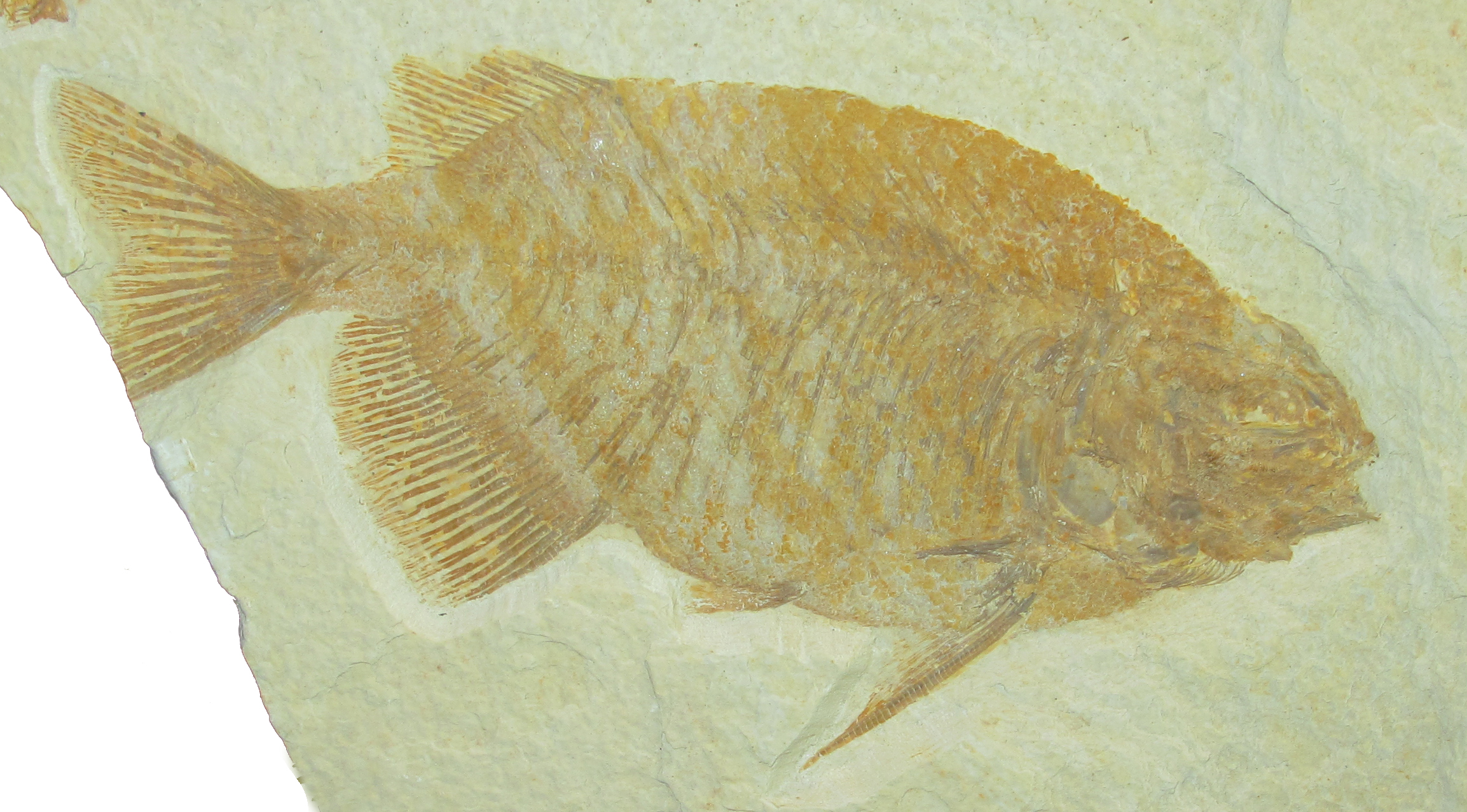 Fossil Fish - Fossil Butte National Monument (U.S. National Park Service)