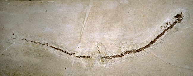 Fossil Amphibian Species - Fossil Butte National Monument (U.S ...