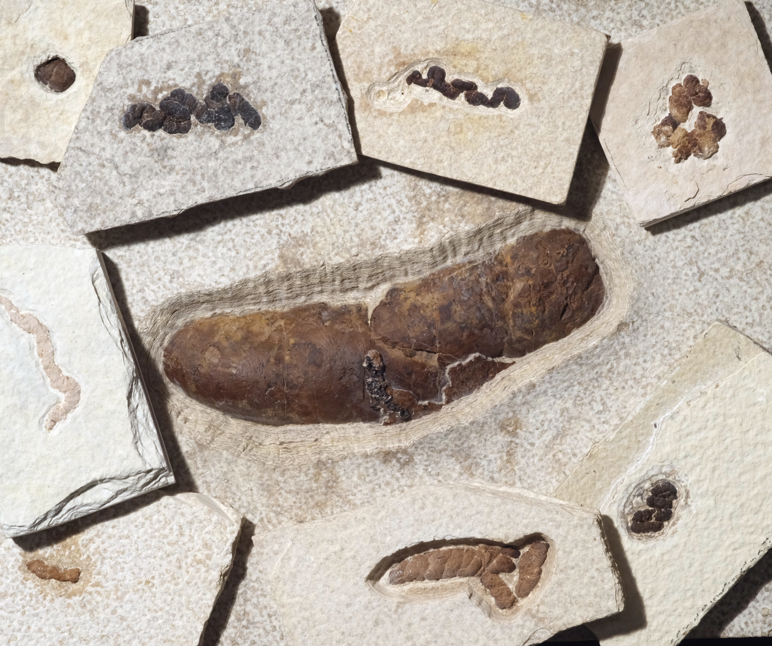 Coprolites - Fossil Butte National Monument (U.S. National Park Service)