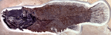 Fossil Fish - Fossil Butte National Monument (U.S. National Park Service)