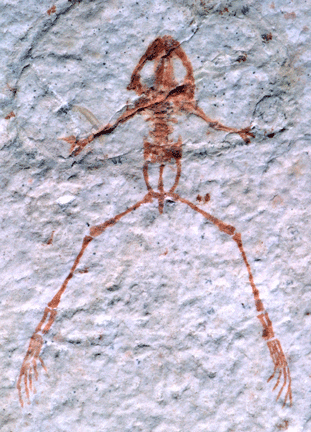 Fossil Amphibian Species - Fossil Butte National Monument (U.S ...