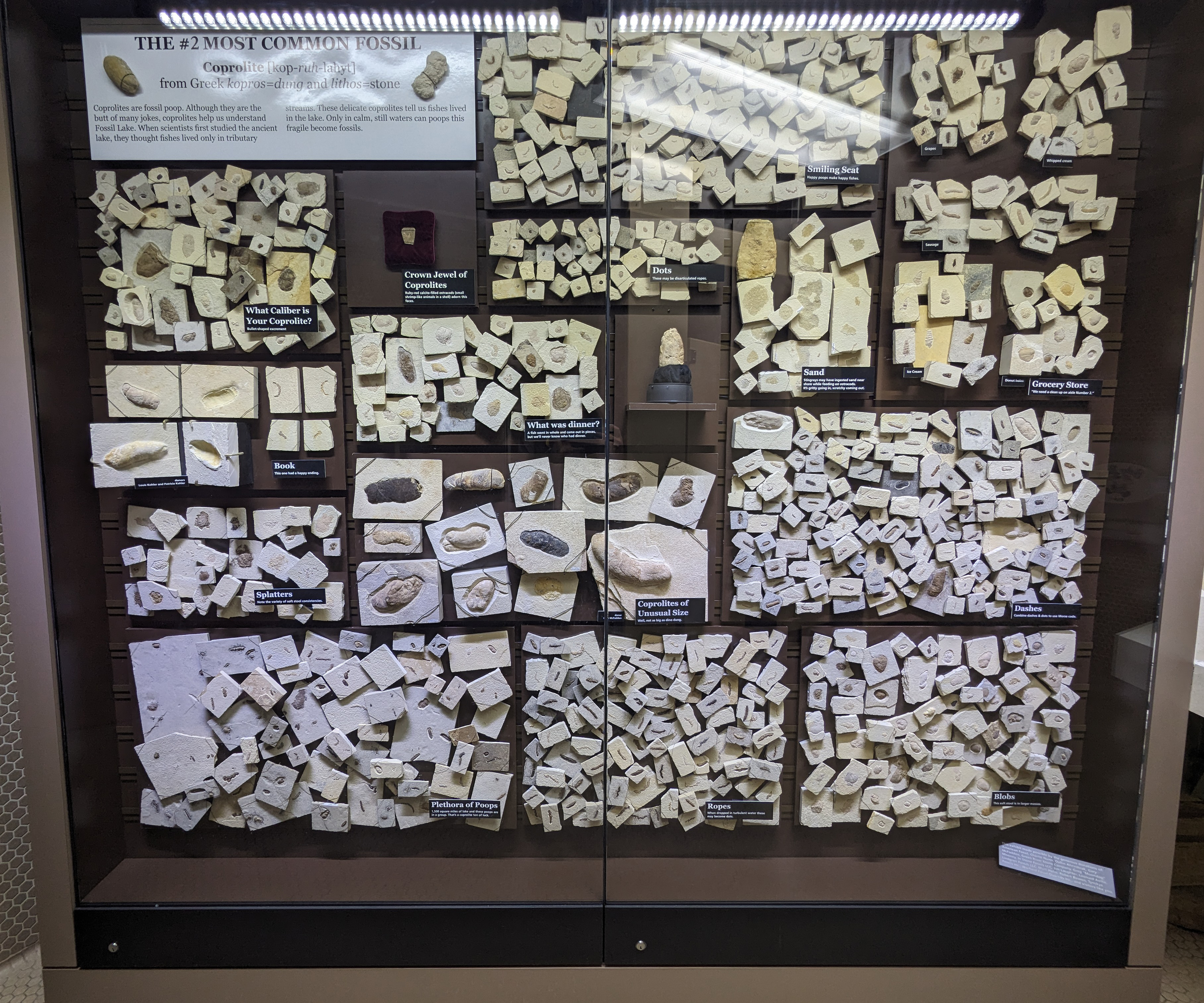 Visitor Center Exhibits - Fossil Butte National Monument (U.S. National ...