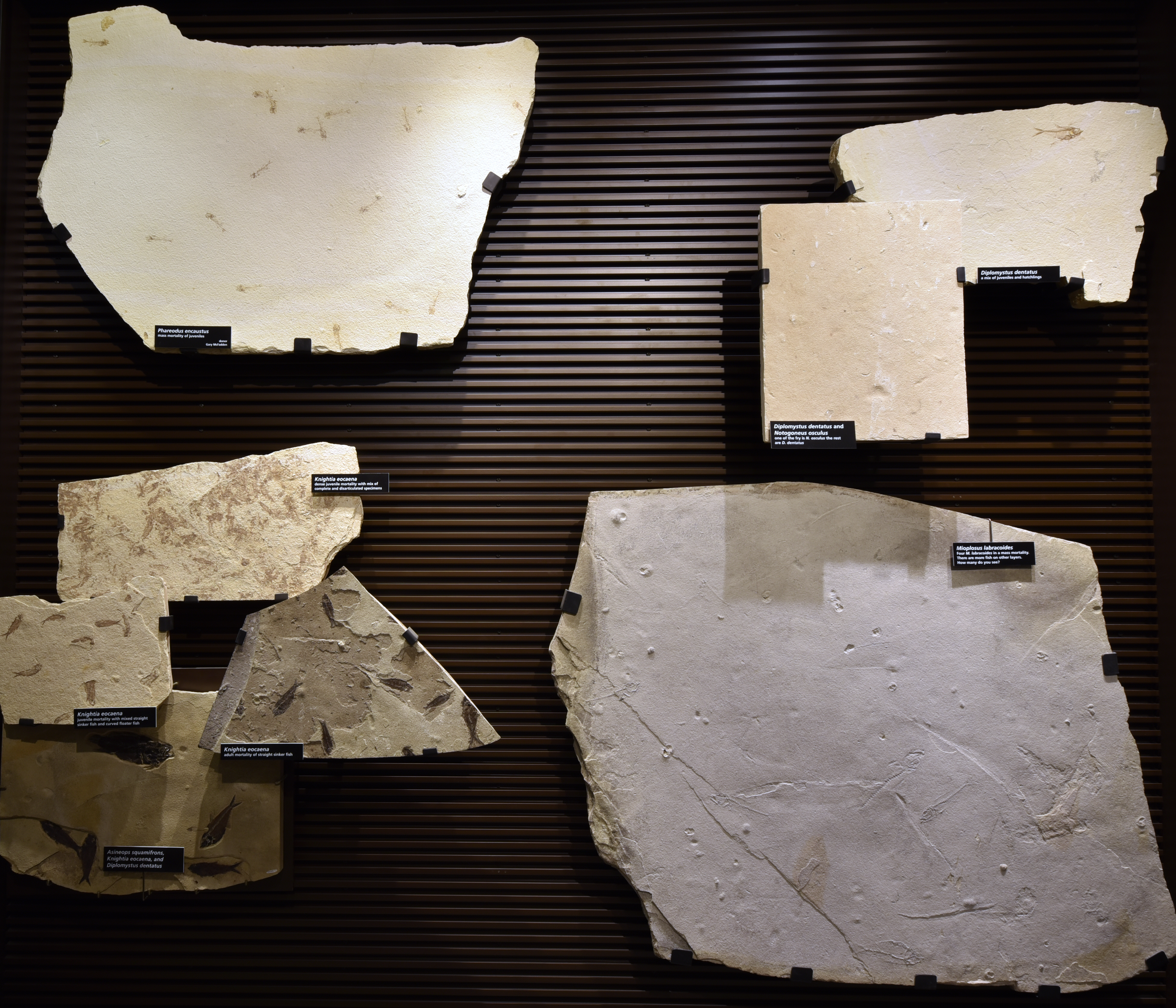 Visitor Center Exhibits - Fossil Butte National Monument (U.S. National ...