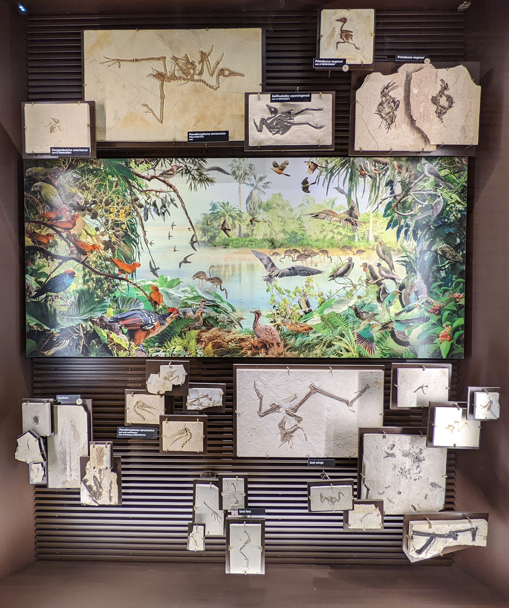 Visitor Center Exhibits - Fossil Butte National Monument (U.S. National ...