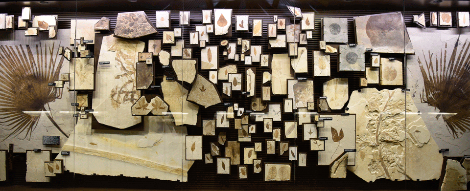 Visitor Center Exhibits - Fossil Butte National Monument (U.S. National ...