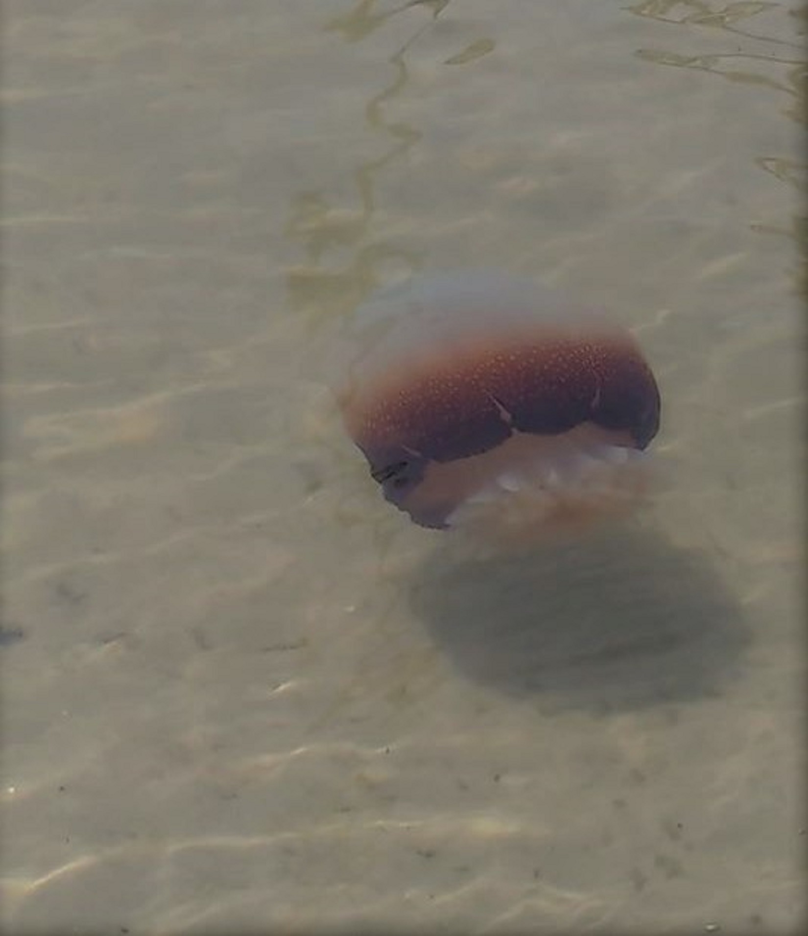 Jellyfish - Fort Matanzas National Monument (U.S. National Park Service)