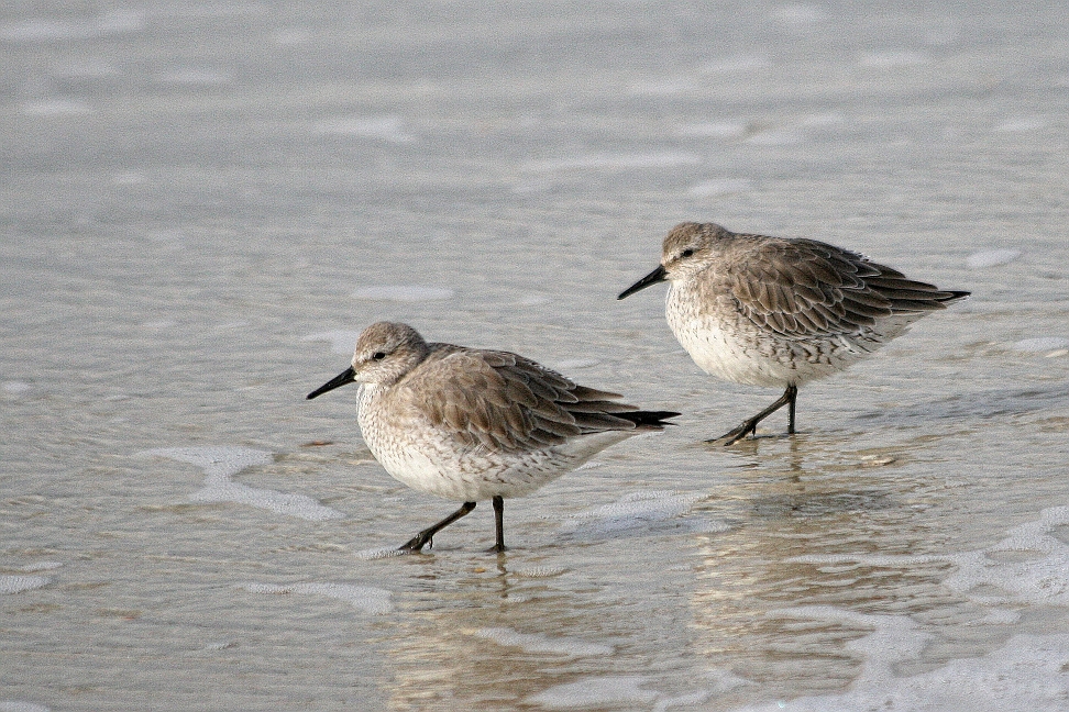 Red Knot - Fort Matanzas National Monument (U.S. National Park Service)