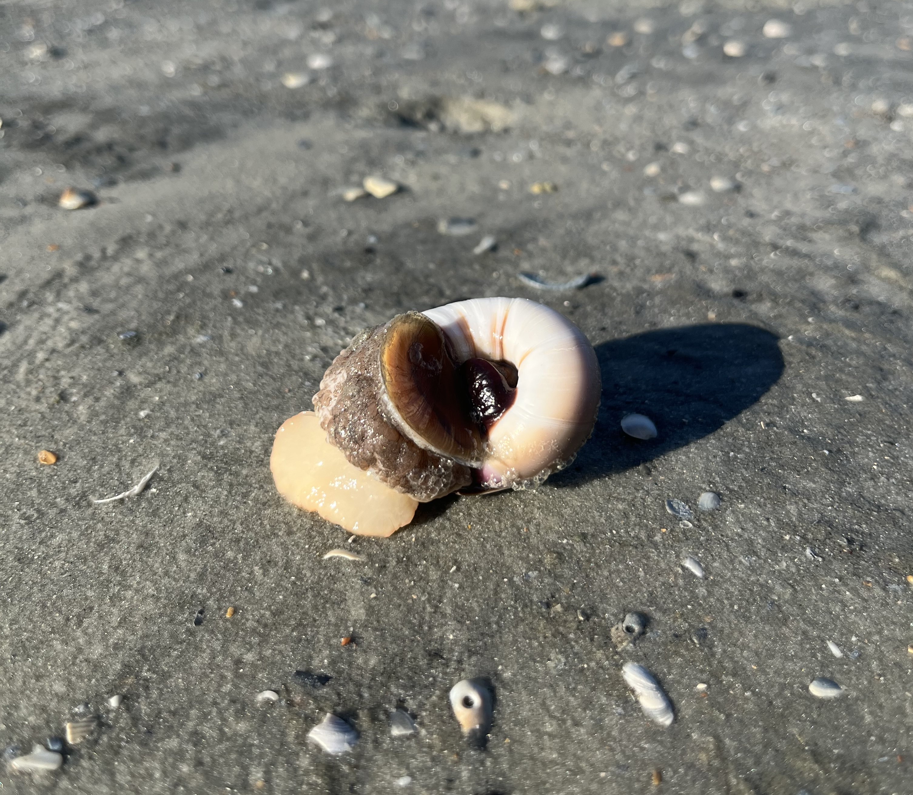 Shells - Fort Matanzas National Monument (U.S. National Park Service)