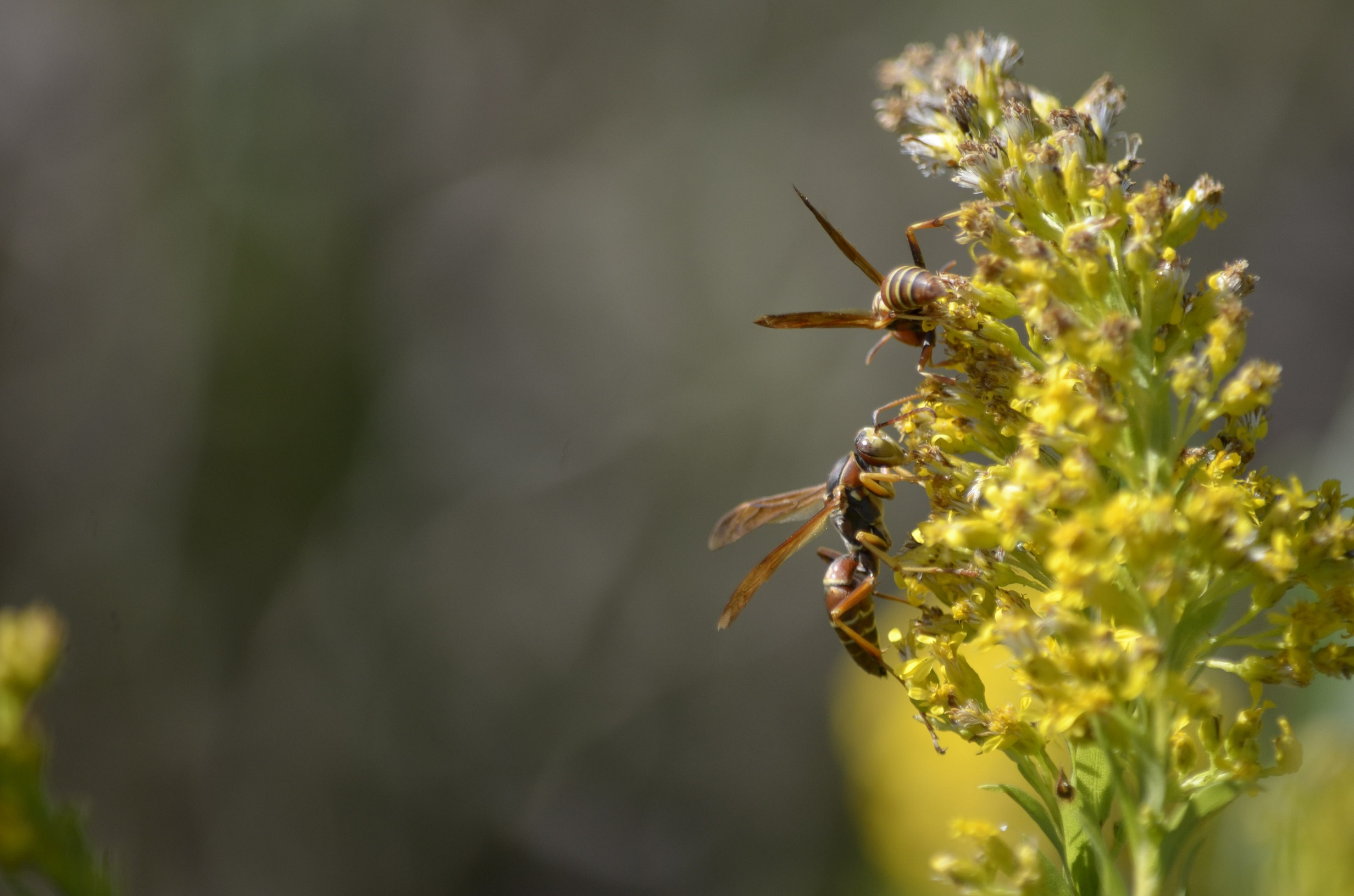Invertebrates - Fort Pulaski National Monument (U.S. National Park Service)