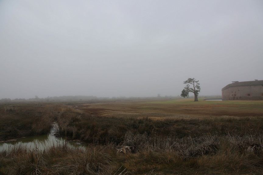 Plants - Fort Pulaski National Monument (U.S. National Park Service)