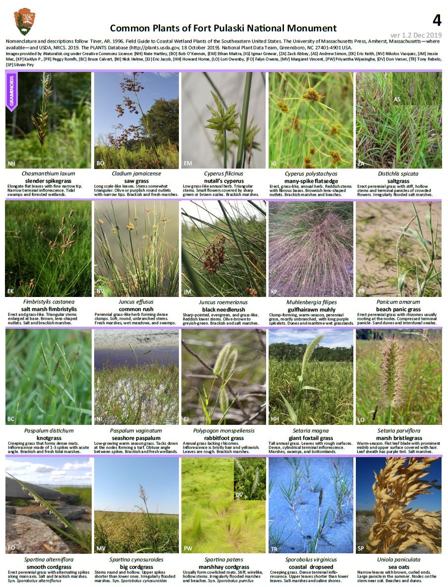 Plants - Fort Pulaski National Monument (U.S. National Park Service)