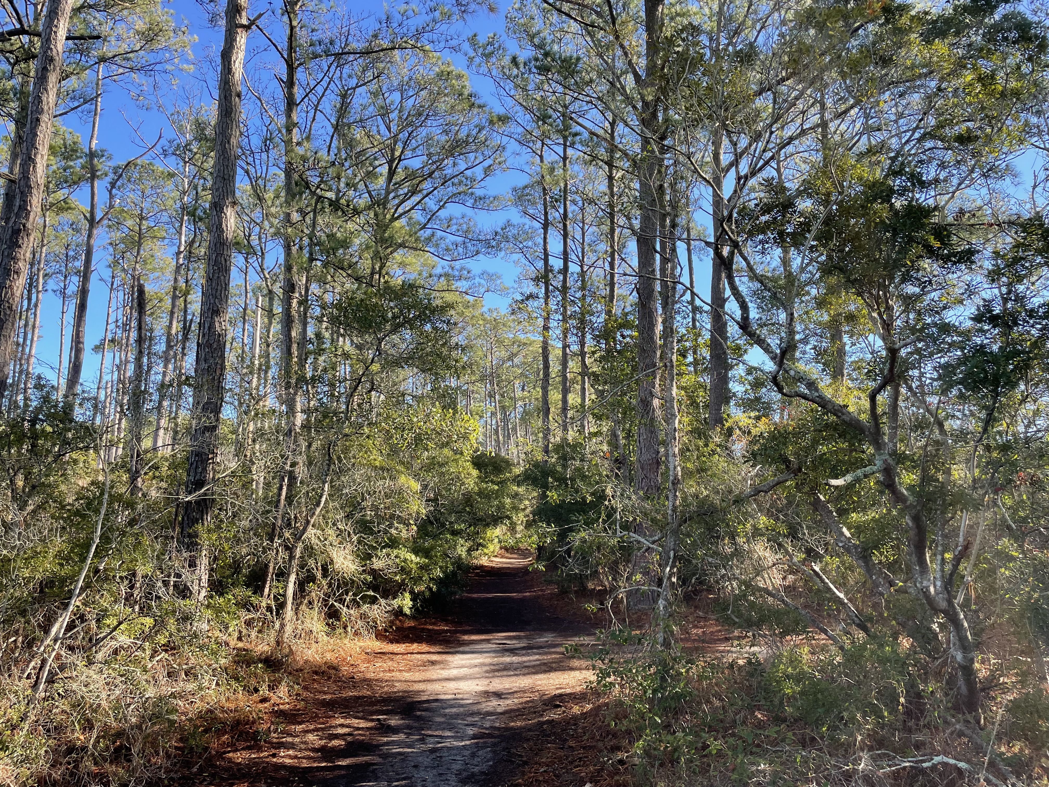 Hiking - Fort Raleigh National Historic Site (U.S. National Park Service)