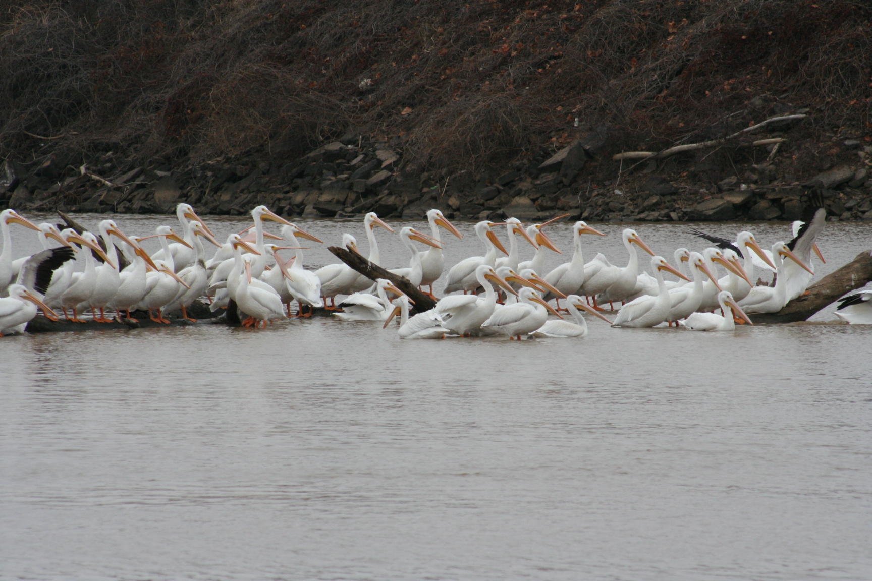 Birds - Fort Smith National Historic Site (U.S. National Park Service)