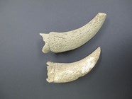 Animal Bones U S National Park Service Animal Bones U S National Park Service