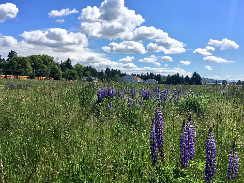 Plants - Fort Vancouver National Historic Site (U.S. National Park Service)