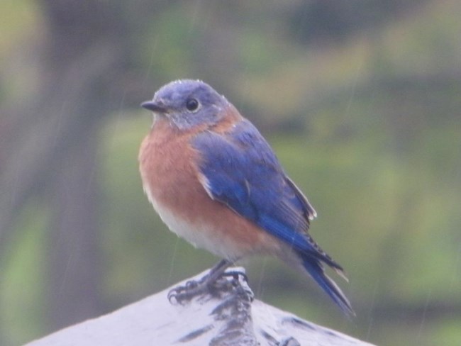 Large Blue Bird Washington