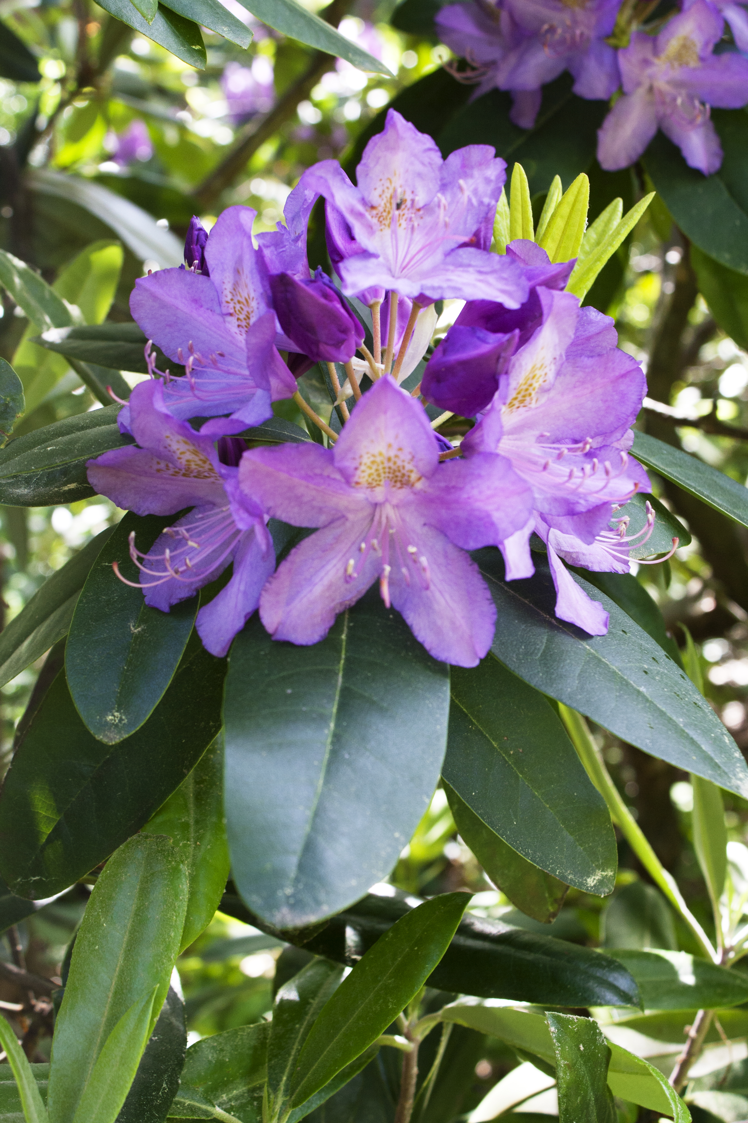 Catawba Rhododendron - Frederick Law Olmsted National Historic Site (U ...
