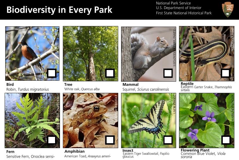 A Centennial BioBlitz (U.S. National Park Service)