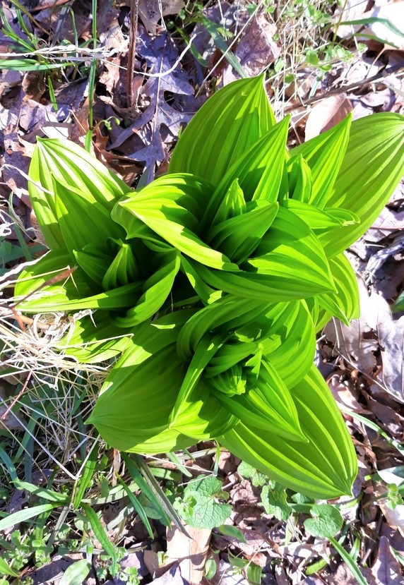 Supporting Native Plant Species - First State National Historical Park ...