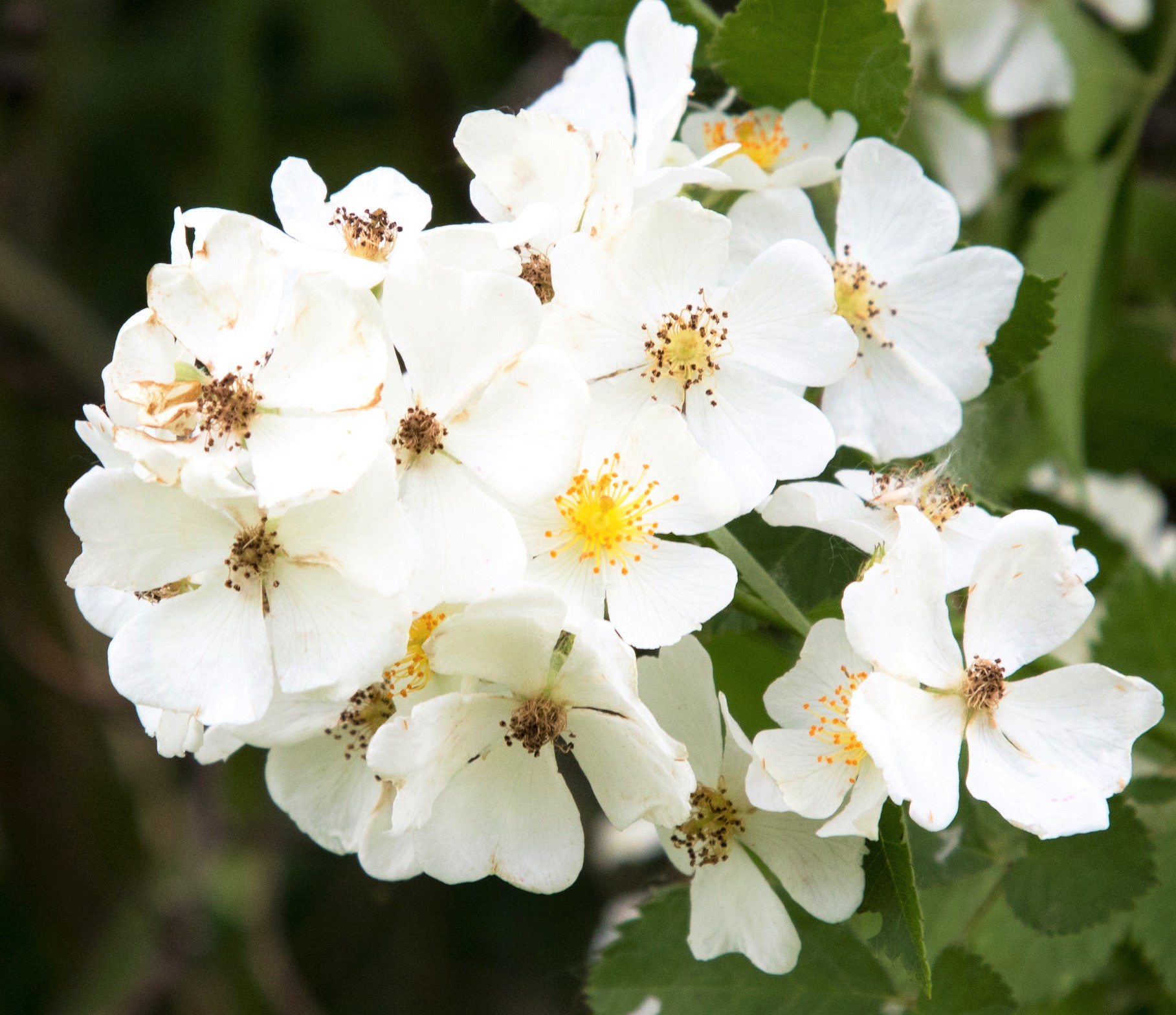 Managing Non-native Plant Species - First State National Historical ...
