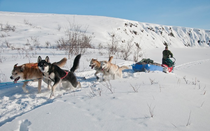 Of Dogs & Wilderness: Working Dogs - Gates Of The Arctic National Park ...