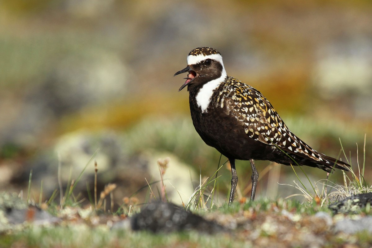 American Golden Plover - Gates Of The Arctic National Park & Preserve ...