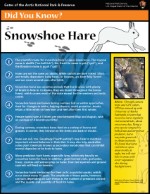Snowshoe Hare - Gates Of The Arctic National Park & Preserve (U.S ...