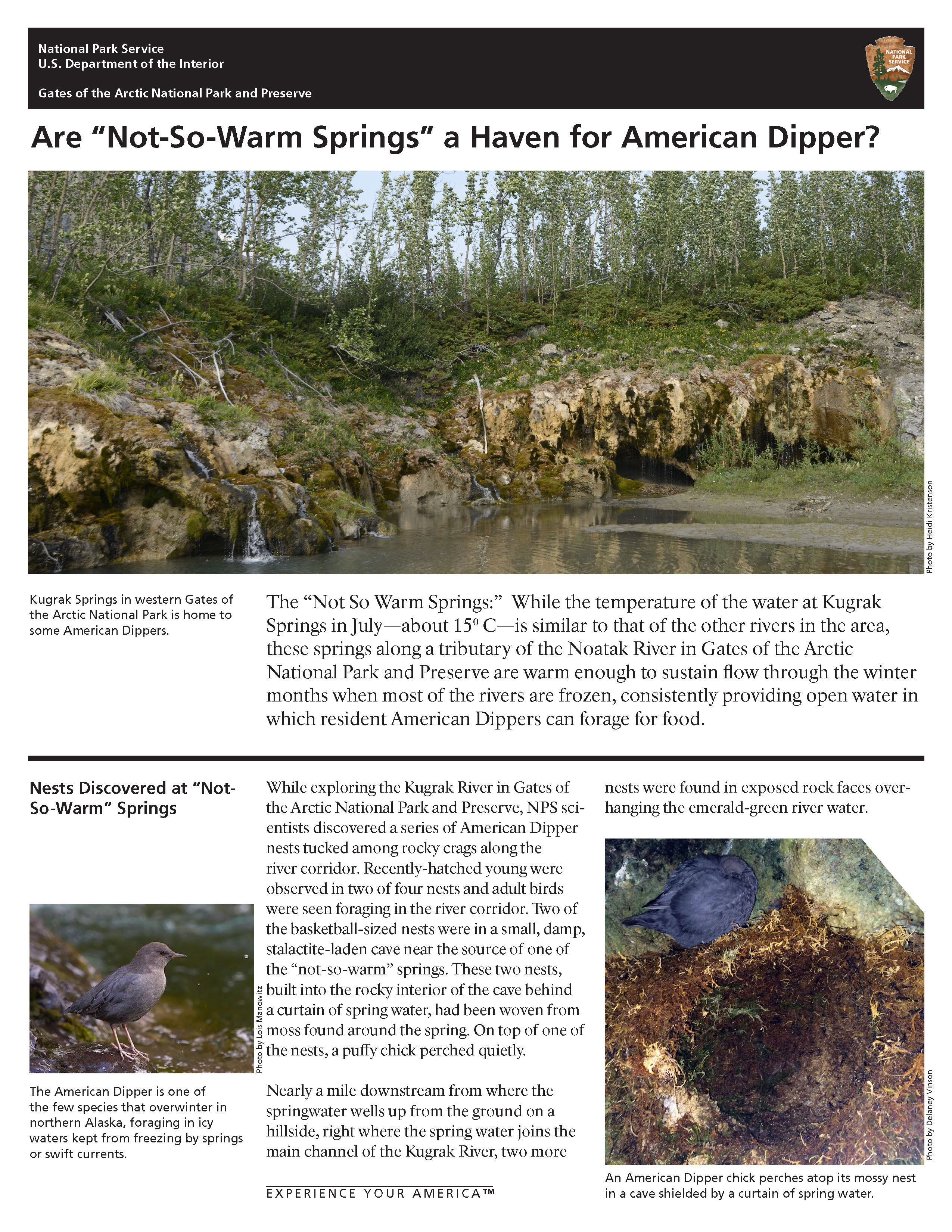 American Dipper - Gates Of The Arctic National Park & Preserve (U.S ...