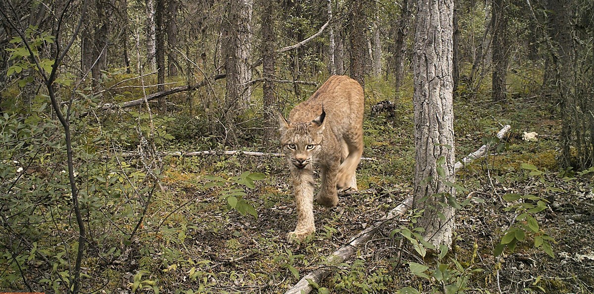 Lynx - Gates Of The Arctic National Park & Preserve (U.S. National Park ...