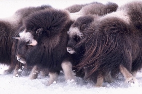 Circle Defense - Gates Of The Arctic National Park & Preserve (U.S ...