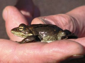 Wood Frog - Gates Of The Arctic National Park & Preserve (U.S. National ...
