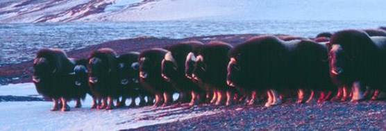 Circle Defense - Gates Of The Arctic National Park & Preserve (U.S ...
