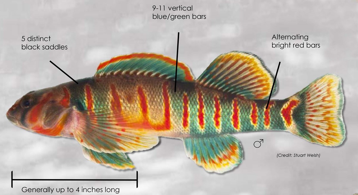 Protecting our Native Candy Darter - Gauley River National Recreation ...