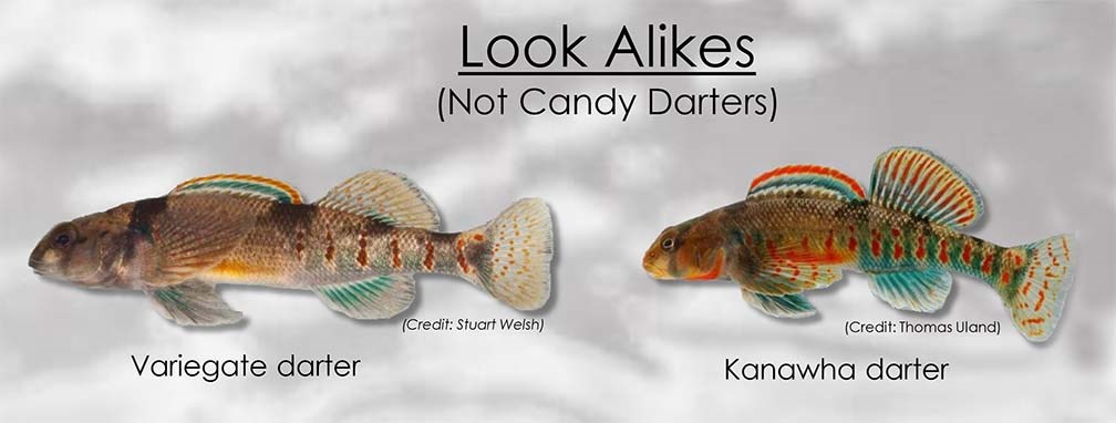 Protecting our Native Candy Darter - Gauley River National Recreation ...