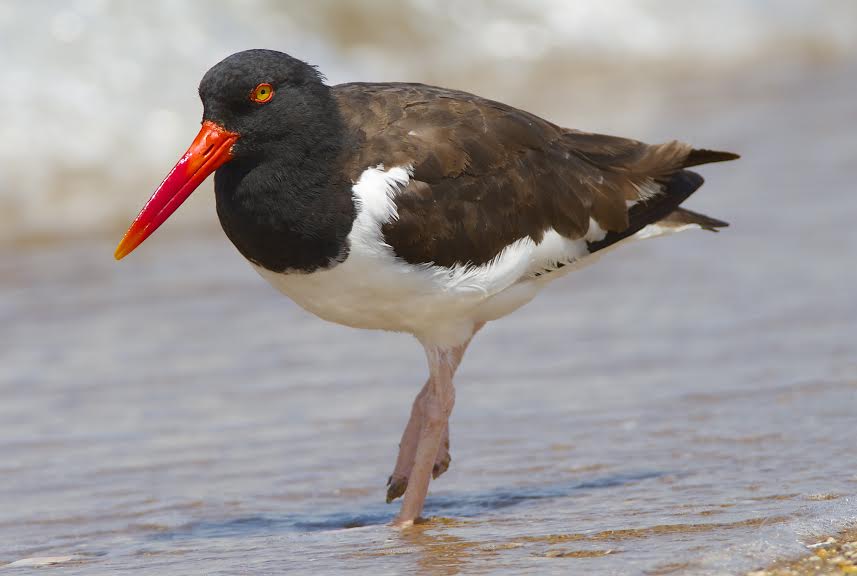 American Oystercatcher - Gateway National Recreation Area (U.S ...