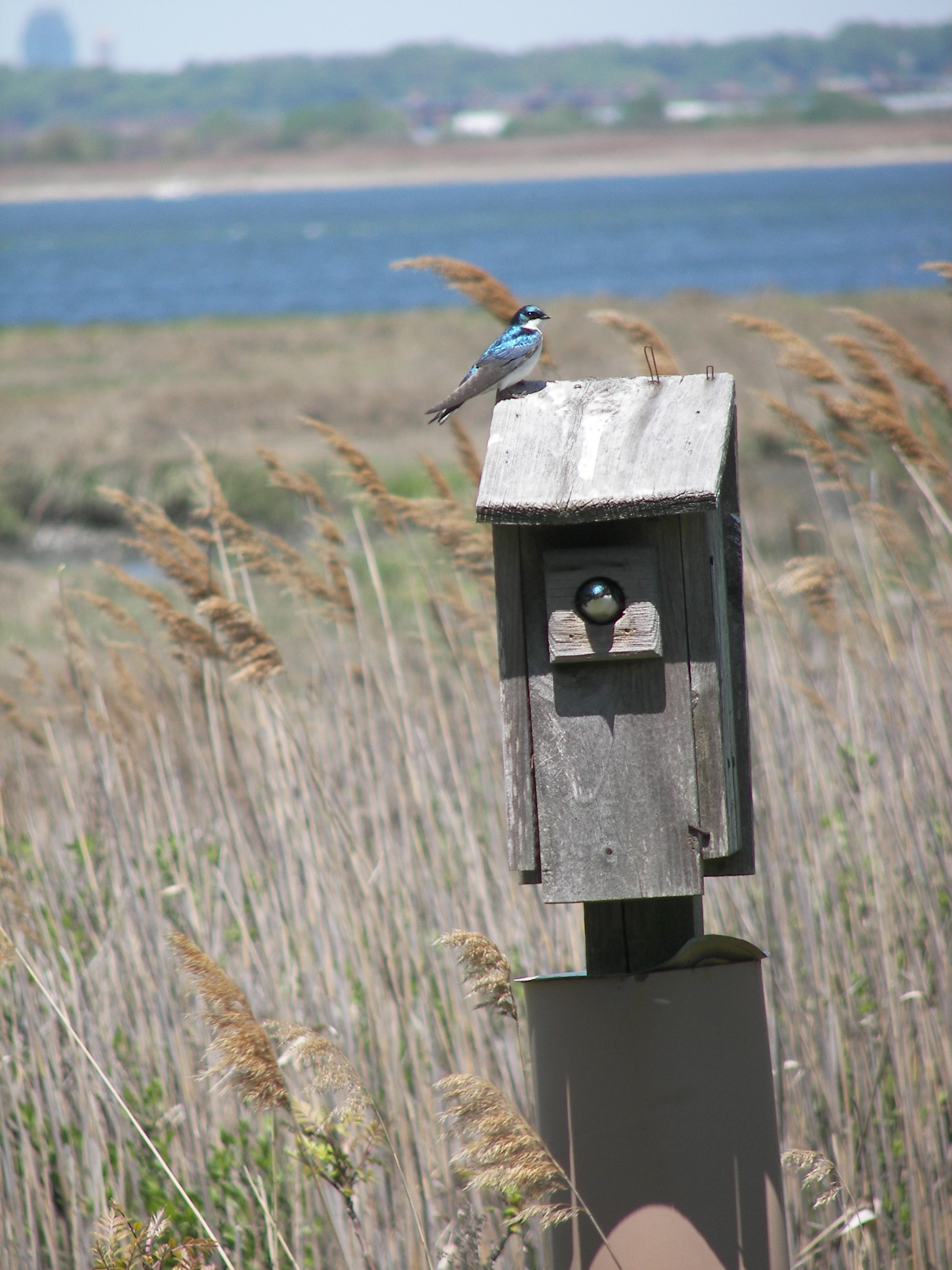 Tree Swallow - Gateway National Recreation Area (U.S. National Park ...