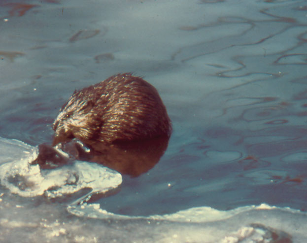 Muskrat - Gateway National Recreation Area (U.S. National Park Service)