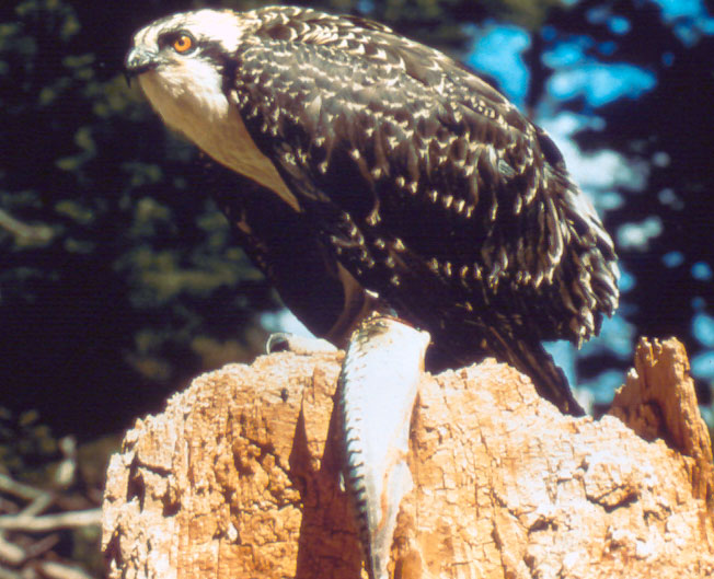 Osprey - Gateway National Recreation Area (U.S. National Park Service)