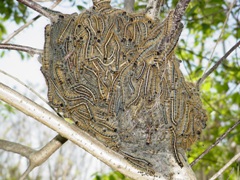 Insects, Spiders, Centipedes, Millipedes - Gateway National Recreation ...