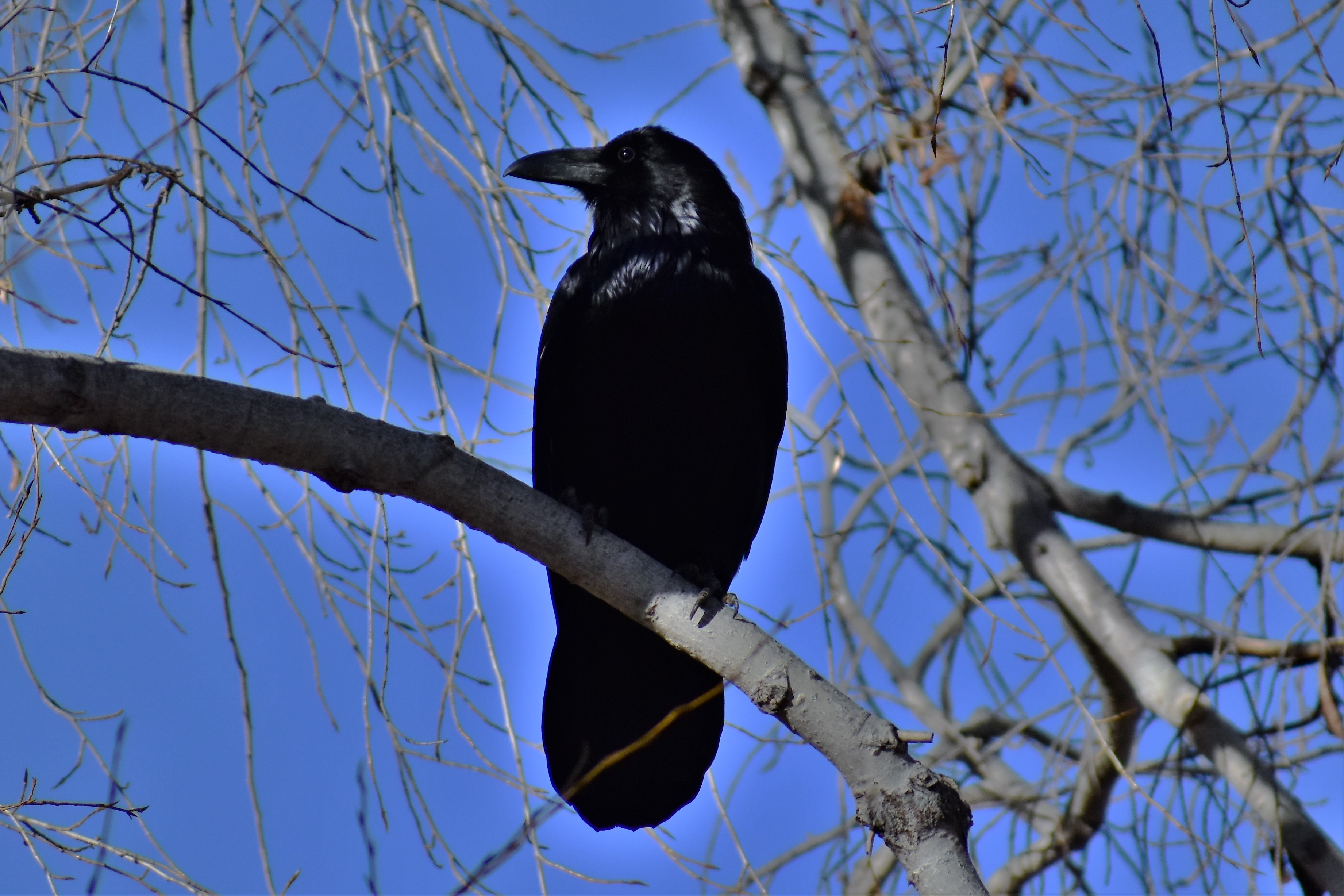 Birds - Gila Cliff Dwellings National Monument (U.S. National Park Service)