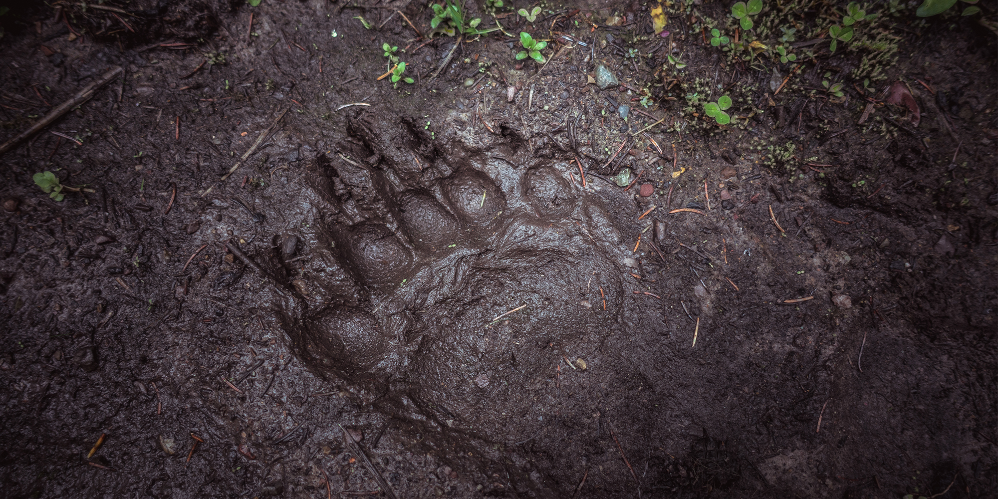 Bear Trunk Primary Lessons - Glacier National Park (U.S. National Park ...