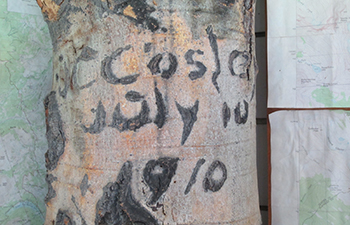 Culturally Modified Tree Study - Glacier National Park (U.S. National ...