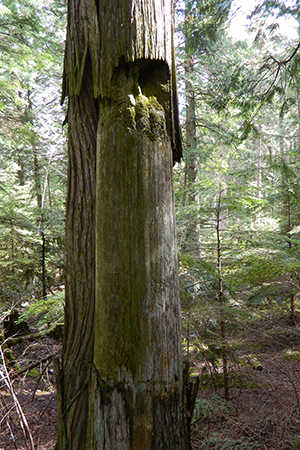 Culturally Modified Tree Study - Glacier National Park (U.S. National ...