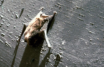 Mammals - Glacier National Park (U.S. National Park Service)