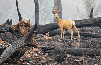 Forest Fire Animals