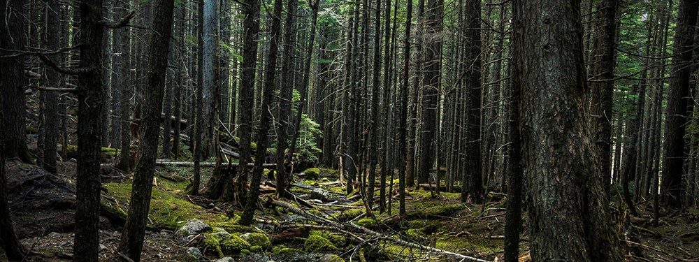 Forests - Glacier National Park (U.S. National Park Service)