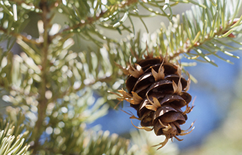 Trees and Shrubs - Glacier National Park (U.S. National Park Service)