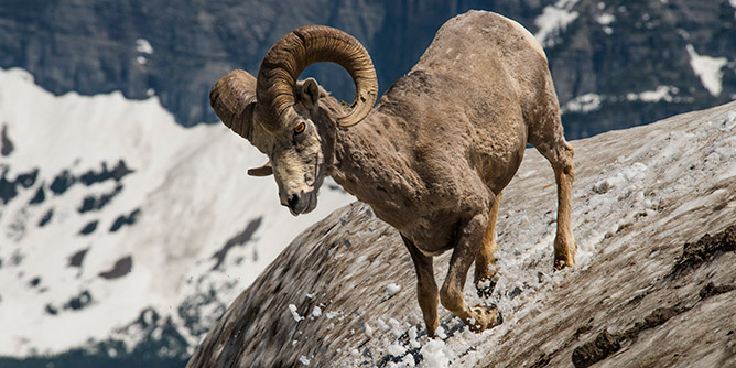Mammals - Glacier National Park (U.S. National Park Service)